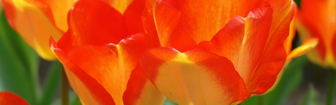 Tuberbulb export - De specialist in van bijzondere bol- en knolgewassen!